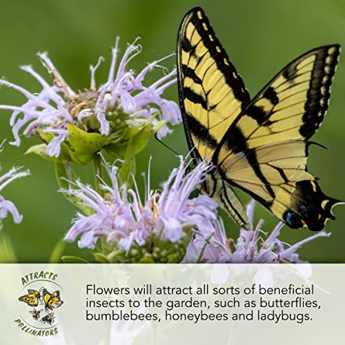 Seed Needs, Large 2.1 Ounce Package of 7,000+ Crazy Mix Cosmos Seed Mixture for Planting (Cosmos Bipinnatus Butterfly Attracting Cosmos Mixture) 10+ Varieties Open Pollinated - Bulk