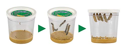 Insect Lore 5 Live Caterpillars Cup of Caterpillars Butterfly Kit Refill - Plus Butterfly Life Cycle Stages Toy Figurines - Shipped Now