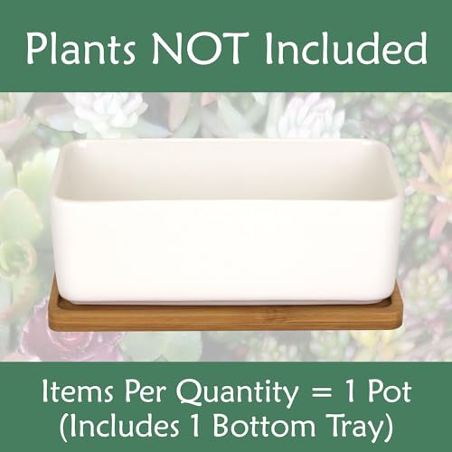 Ceramic Succulent Pots - 1 Pot - Short Rectangle - with Bamboo Tray - White - 6.3"