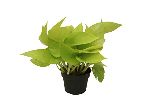 California Tropicals 4" Neon Pothos Live Pot Houseplant - Plant for Indoors, Outdoors, Easy Care Tropic for House, Office, Potted Real Plant Easyplant for Inside Houses & Gardens for Purifying Air