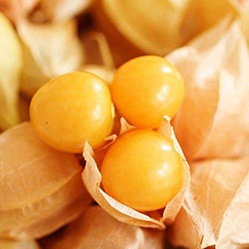 Cape Gooseberry Ground Cherry Seeds - Hundreds of Fruit on Each Plant. (100 - Seeds)