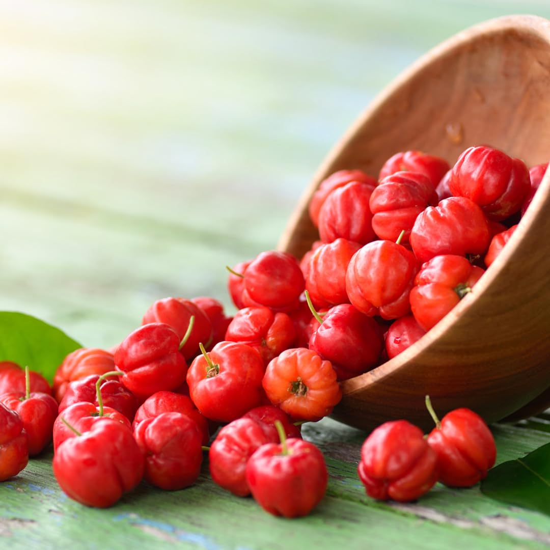 Barbados Cherry Tree Live Plant, 1 Plant 5-7 Inches Tall