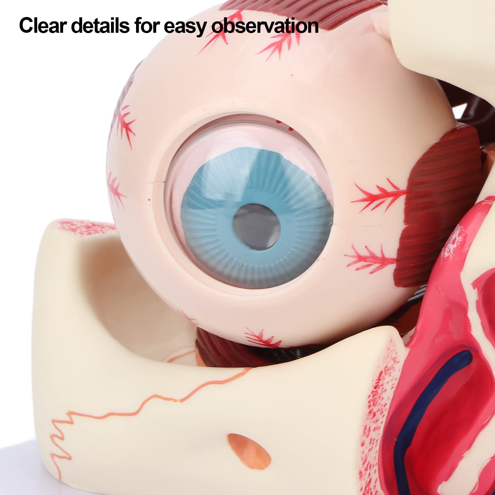 Brrnoo Human Anatomy, Eyeball Anatomy Model, Human Eye Model Detachable 3x Magnification Clear Eye Anatomical Model for Teaching