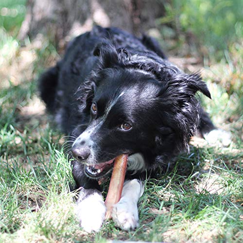 EcoKind Pet Treats All-Natural Premium 4 Inch Bully Sticks for Dogs | 16 Oz. Bag | Delicious Protein Rich Dog Chews