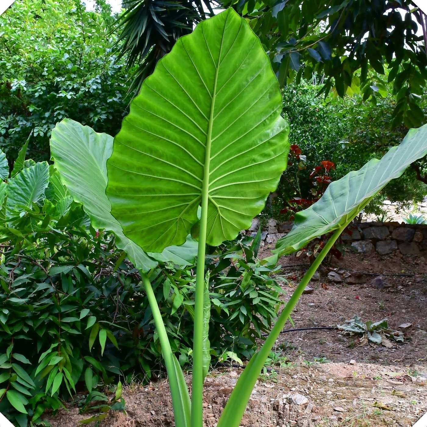Bulbi di orecchie di Elefante, squisiti Fiori recisi e piante Verdi Vive/Effetto le-2Bulbi,C