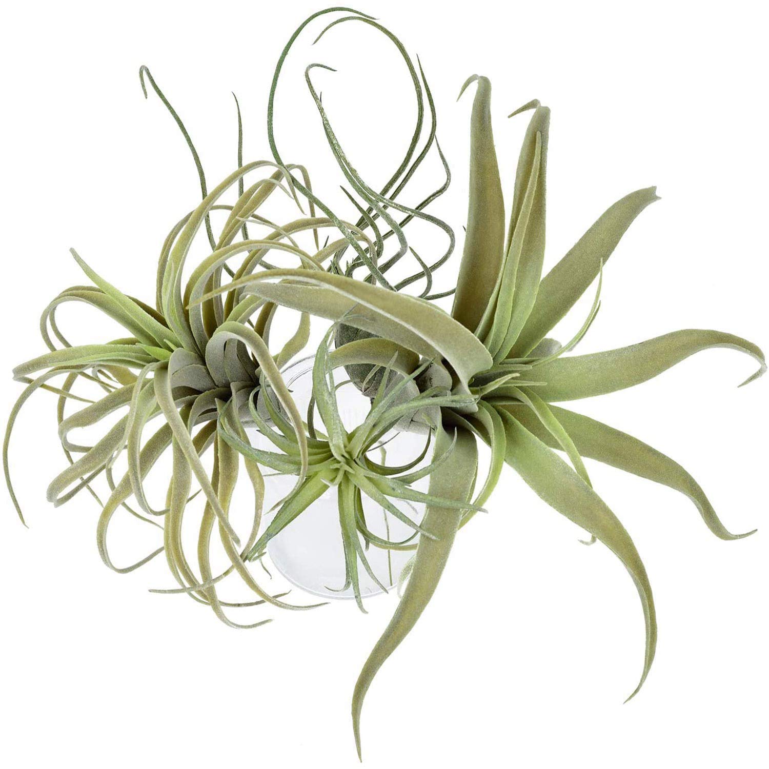 Haudang 4Pack Artificial Pineapple Grass Air Plants Fake Flowers Faux Flocking Tillandsia Bromeliads Home Garden Decor