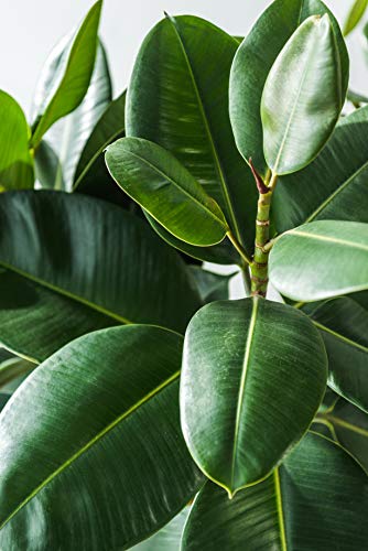 Fiddle Leaf Fig Tree Fertilizer | Ficus Plant Food | Improves Leaves and Branches | Potted Indoor Trees and House Plants Treatment by Aquatic Arts