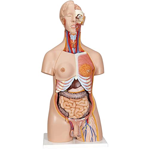 ERCTOO Human Body Model - Torso Anatomical Model - Human Torso Anatomy Model 23 Pcs Removable Parts with Heart Visceral Brain Skeleto for Preschool & School Science Medical Education Display 85cm