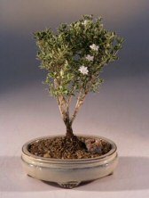 Bonsai Boy Mount Fuji Serissa - Small serissa foetida