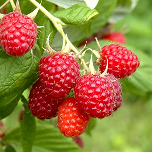 Bushel and Berry Raspberry Shortcake® Raspberry Bare Root for Planting, Non-GMO (Bag of 1)