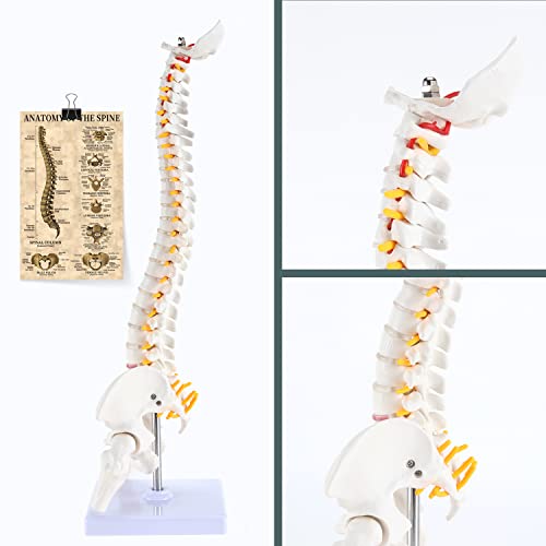 HINGONS Miniature Spine Anatomy Model, 15.5" Mini Vertebral Column Model Details Vertebrae, Spinal Nerves, Lumbar & Pelvis, with Stand for Medical Students and Chiropractors (Includes Product Manual)