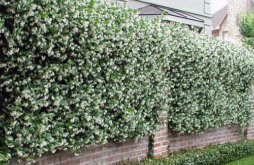Confederate Star Jasmine Plant - 6" Pot - Extremely Fragrant Vine