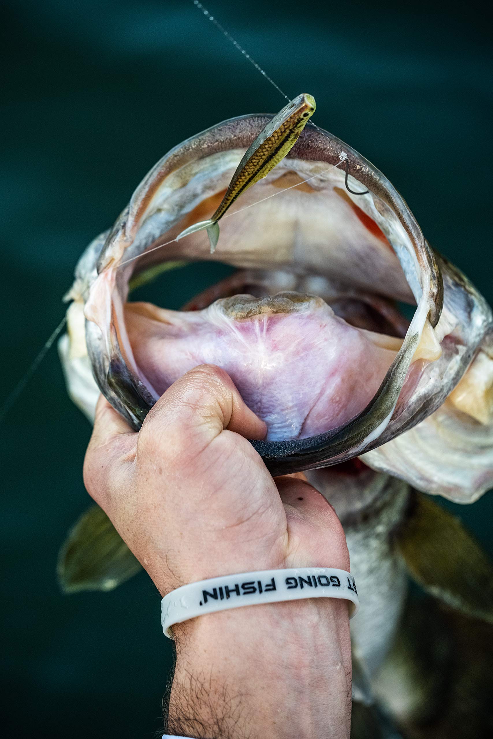 Berkley PowerBait The Champ Minnow Fishing Soft Bait, HD Rainbow Shiner, 3.4in