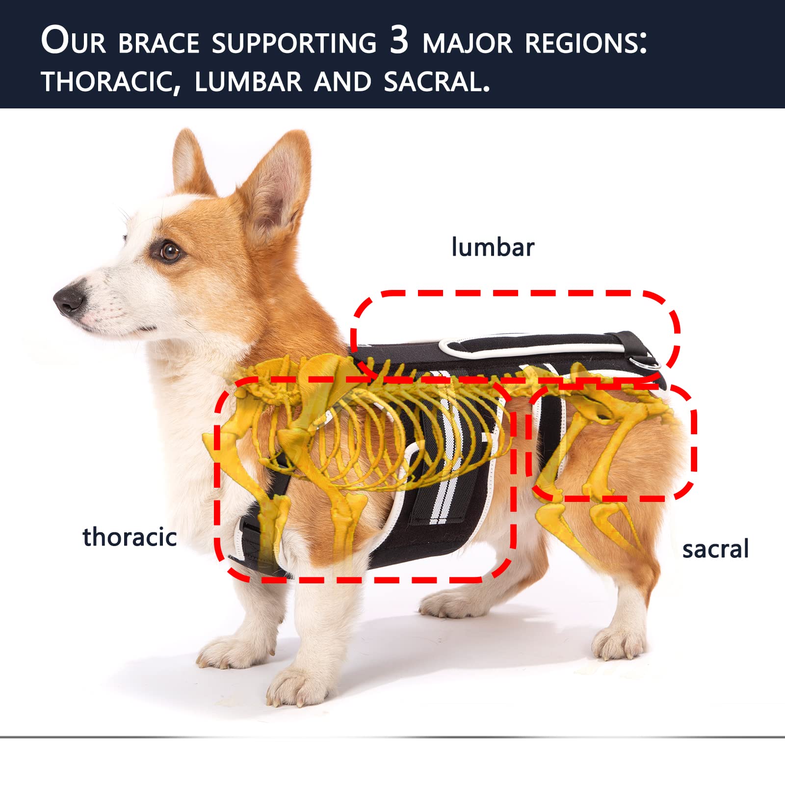 LufeLux Back Brace for Dogs with IVDD, Arthritis, Back Pain, Surgical Recovery and Rehabilitation, Dachshund Back Pain Relief, IVDD Harness(Large)