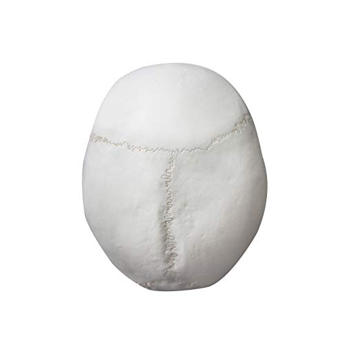 Vision Scientific VAL207-A Life-Size Human Skull – 3 Parts | Medical Grade, Features Joints, Sutures, Fissures, Joints, Foramina and Processes | Removable Skull Cap, Full Dentition | W Manual