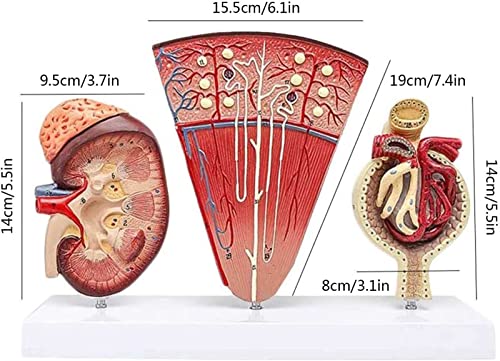DEIOVR Human Model for Anatomy, Human Kidney Anatomical Model, Nephron Glomerulus Anatomy Medical Study Kits Human Life Size Model for Medical Teaching