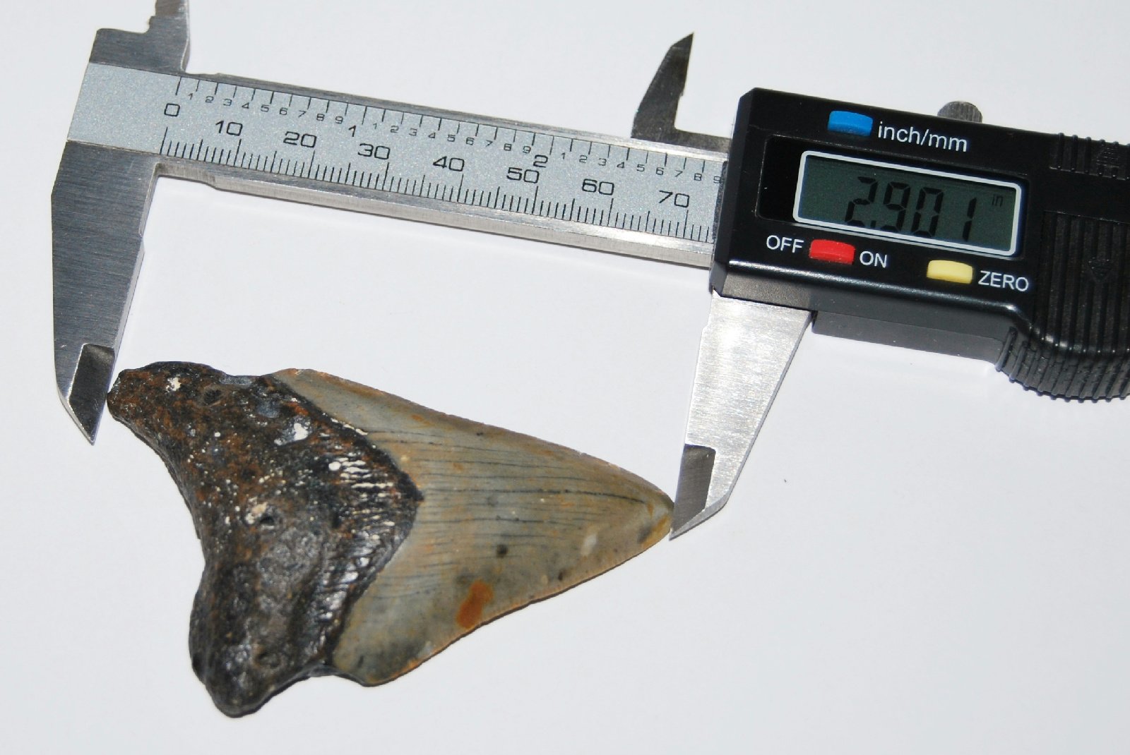 MEGALODON TOOTH Fossil SHARK 2.901 inches - Up to 25 Million Years Old #1516 5o