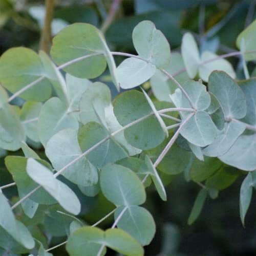 Eucalyptus Cinerea Seeds Silver Dollar Eucalyptus Distinctive Round, Silvery-Blue Leaves Fast-Growing Drought-Tolerant Adds Unique and Attractive Element to Gardens Landscapes 25Pcs by YEGAOL Garden