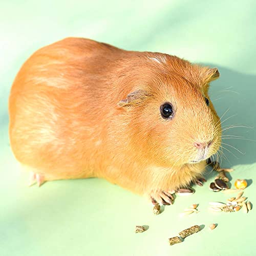 Simple Rewards Small Animal Treats 3 Flavor Variety Bundle (1) Each: Freeze Dried Strawberry, Baked Peppermint, Baked Carrot Dill, .5-2 Ounces