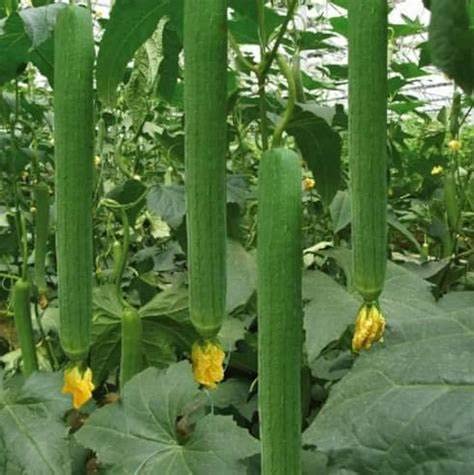 kitchenseeds (20) Asian Vegetable Edible Luffa Seeds , Long Smooth Sponge Gourd, Muop Huong