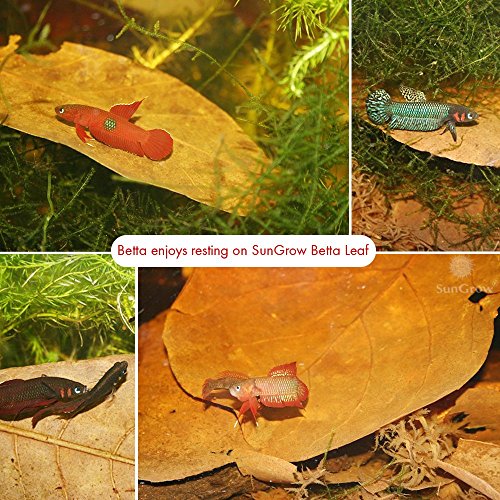 SunGrow Betta Leaves, 8”, 10 Pcs Beneficial Large Catappa Indian Almond Leaves for Overall Development in Fish Tank Aquarium, Water Conditioner Leaves Lower pH