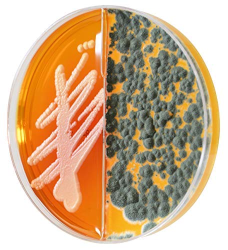 Derm-Duet, RSM/DTM, Rapid Sporulation Medium/Dermatophyte Test Medium, 15x100mm Biplate, Order by The Package of 10, by Hardy Diagnostics