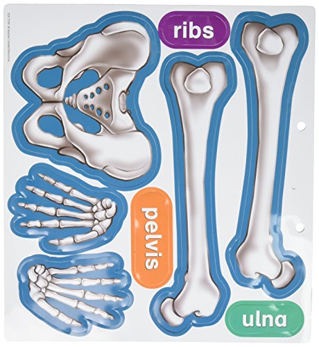 Teacher Created Resources - 77241 Human Skeleton Magnetic Accents 33" x 10" x 9.1"