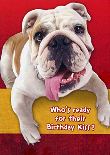 Designer Greetings Bulldog Ready for Birthday Kiss Funny : Humorous Dog Birthday Card