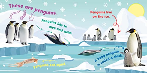 First Animal Facts: Ocean-5 Button Animal Sounds Book