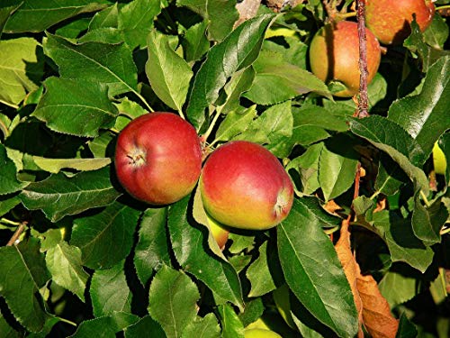Fuji Apple Tree Live Plant Apple Fruit Tree 4 to 5 Feet Tall Planting Outdoors Apple Plant