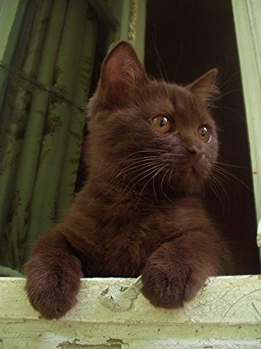 I LOVE MY PETS LLC cat Omega 3 Fatty acids - Omega 3 Fatty ACIDS for Cats - Best Health Option - Premium - cat Joint Supplement Chews - 360 Softgels (2 Bottles)