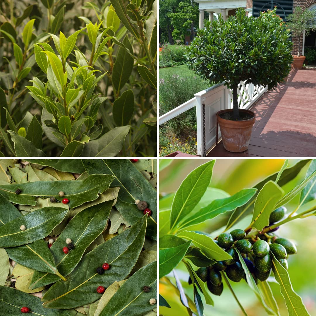 Bay Leaf Tree, Bay Larel, Sweet Bay Live Plant, Laurus Nobilis 5 to 7 Inches
