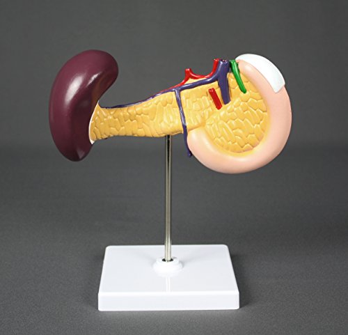 Vision Scientific VAD423-N Pancreas, Duodenum, & Spleen Model