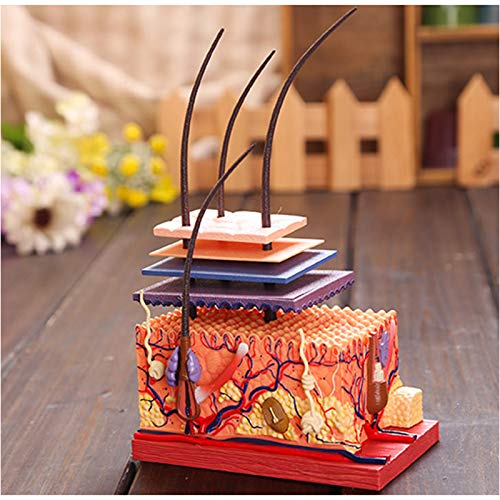 DEAVER Skin Structure Model,19 Detachable Parts Human Skin and Hair Organ Anatomy Model Medical Teaching Model,for Medical Educational Training Aid,Study Display