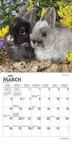 Honey Bunny | 2023 7 x 14 Inch Monthly Mini Wall Calendar | BrownTrout | Domestic Small Cute Animals