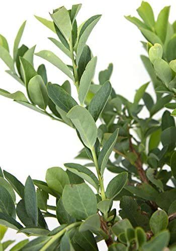 Premier Rabbiteye Blueberry Bush (2.5 Quart) Fruit-Bearing Deciduous Shrub - Full Sun Live Outdoor Plant