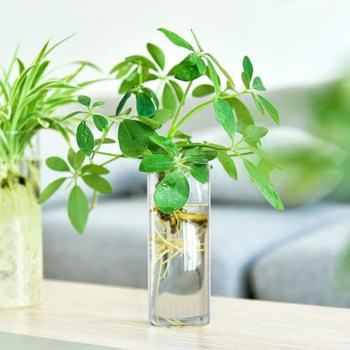 Fasmov 6 Pack Wall Hanging Glass Planters Plant Terrarium, Plants Holders Air Plants Succulents Planters Flowers Glass Wall Vase Containers for Plant, Decoration and Display, Square Vase, Clear