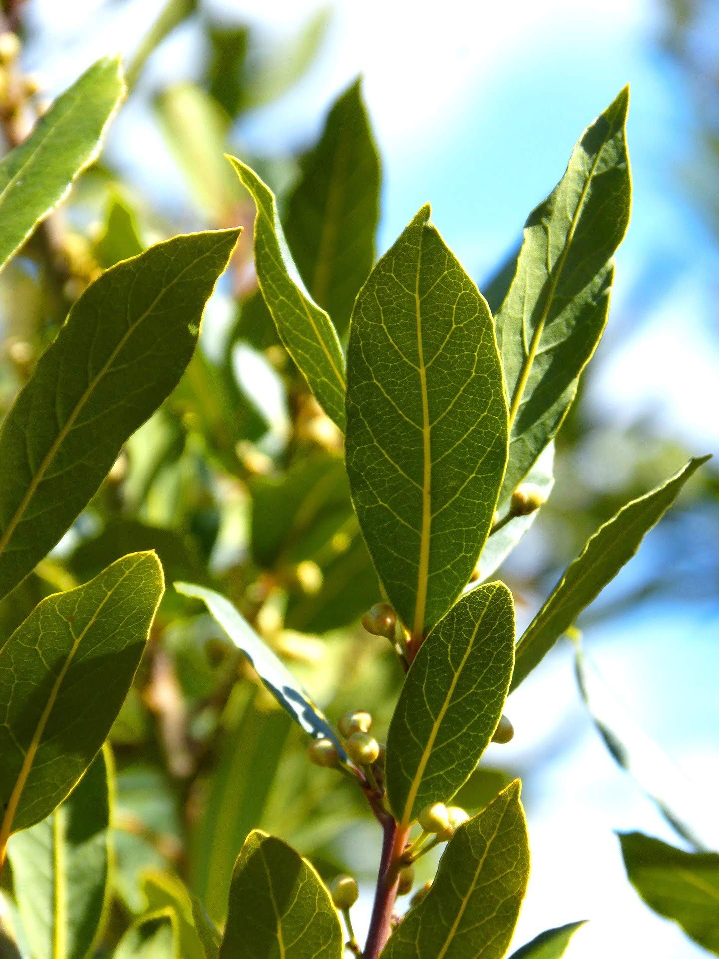 Bay Leaf Tree, Bay Larel, Sweet Bay Live Plant, Laurus Nobilis 5 to 7 Inches