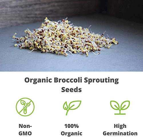 Organic Broccoli Sprouting Seeds By Handy Pantry | 1 Pound Resealable Bag| | Non-GMO Broccoli Sprouts Seeds, Contain Sulforaphane