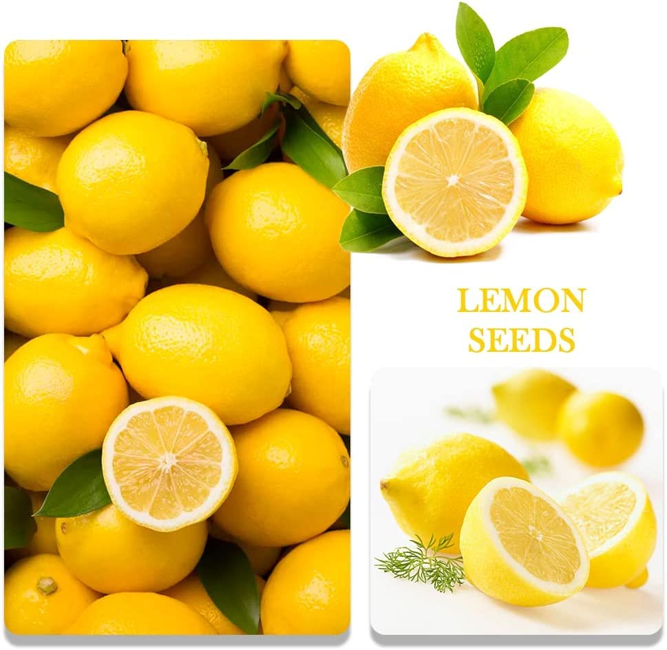 QEVJEKR 200+ Mix Dwarf Bonsai Fruit Tree Seeds for Planting, 4 Variety Individual Packs, 50+ Lemon Tree Seeds 50+ Cherry Tree Seeds 50+ Orange Tree Seeds 50+ Apple Seeds Organic Heirloom Fruit Seeds