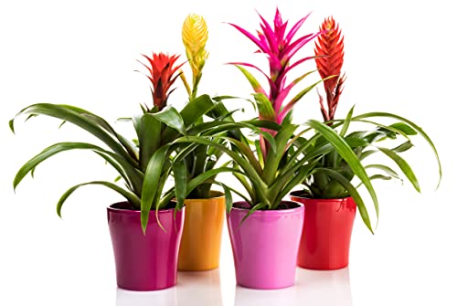 Bromeliad Soil Planting Soil, Hand Blended All Natural Potting Mix for Planting, Growing, or Repotting Bromeliad, Potting Soil for Bromeliad, Small Batch Hand Blended 4QT Size Bag