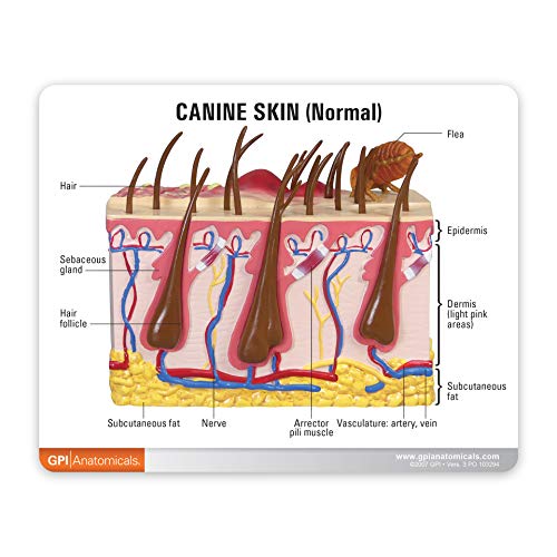 GPI Anatomicals - Canine Skin Model, Skin Model with Flea Bite for Canine Anatomy and Physiology Education, Anatomy Model for Veterinarianās Office and Classrooms, Medical Study Supplies