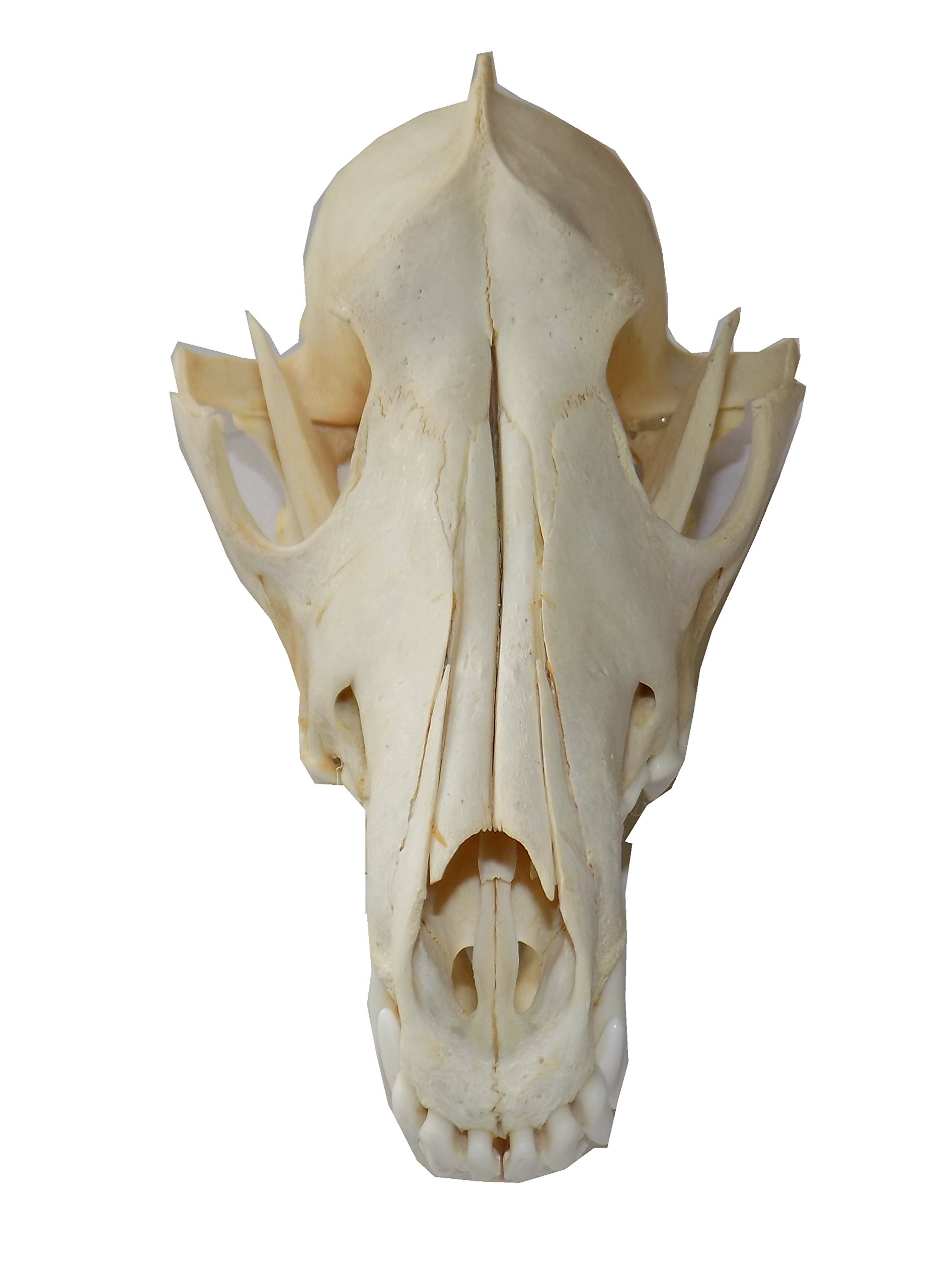Real Coyote Skull (Cleaned and Assembled Adult American Coyote Skull)