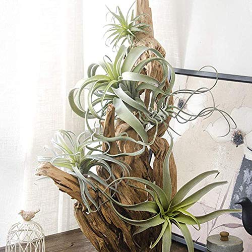 Haudang 4Pack Artificial Pineapple Grass Air Plants Fake Flowers Faux Flocking Tillandsia Bromeliads Home Garden Decor