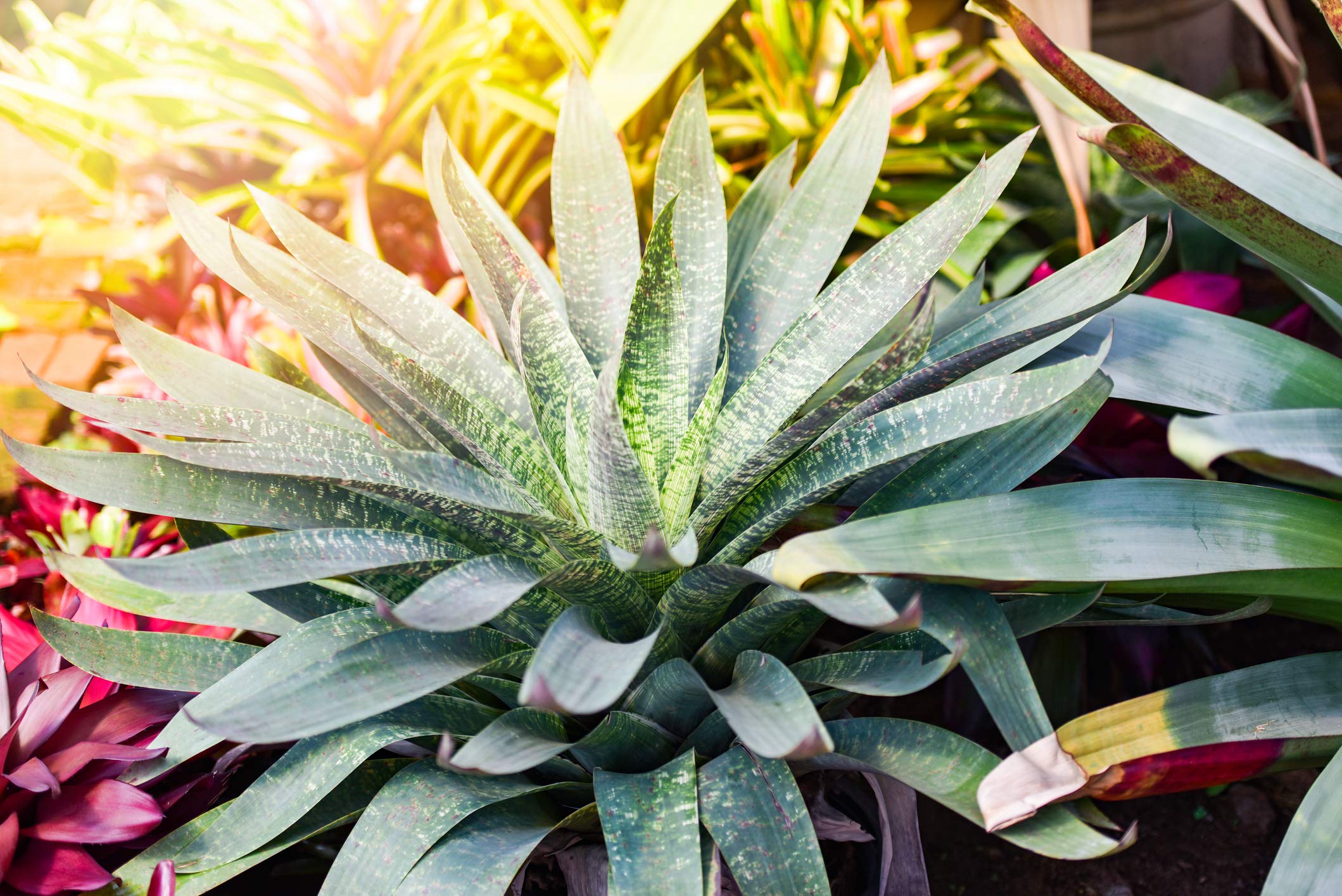 Bromeliad Fertilizer Liquid Plant Food for Bromeliads | Cryptanthus, Guzmania, Neoregelia Aechmea and Tillandsia Air, Aquatic Arts