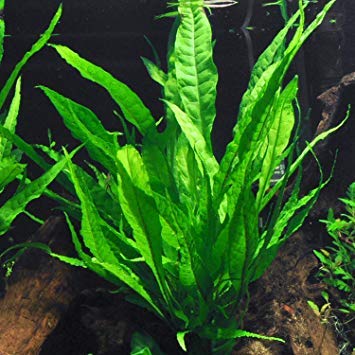 Microsorum Java Fern and Hornwort | Easy Low Light Aquarium Plants
