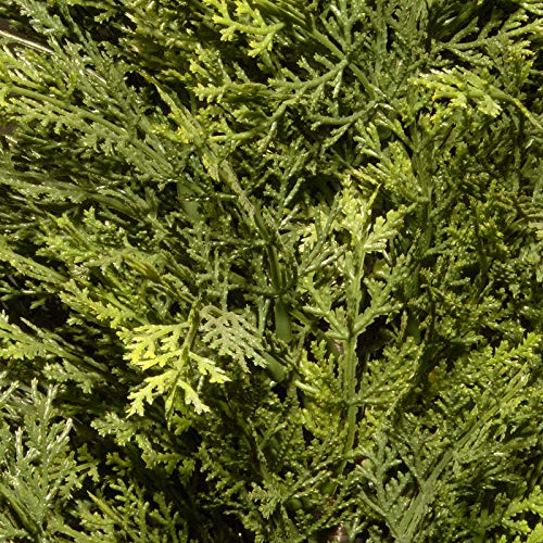 National Tree Company Artificial Shrub | Includes Pot Base | Arborvitae - 36 Inch