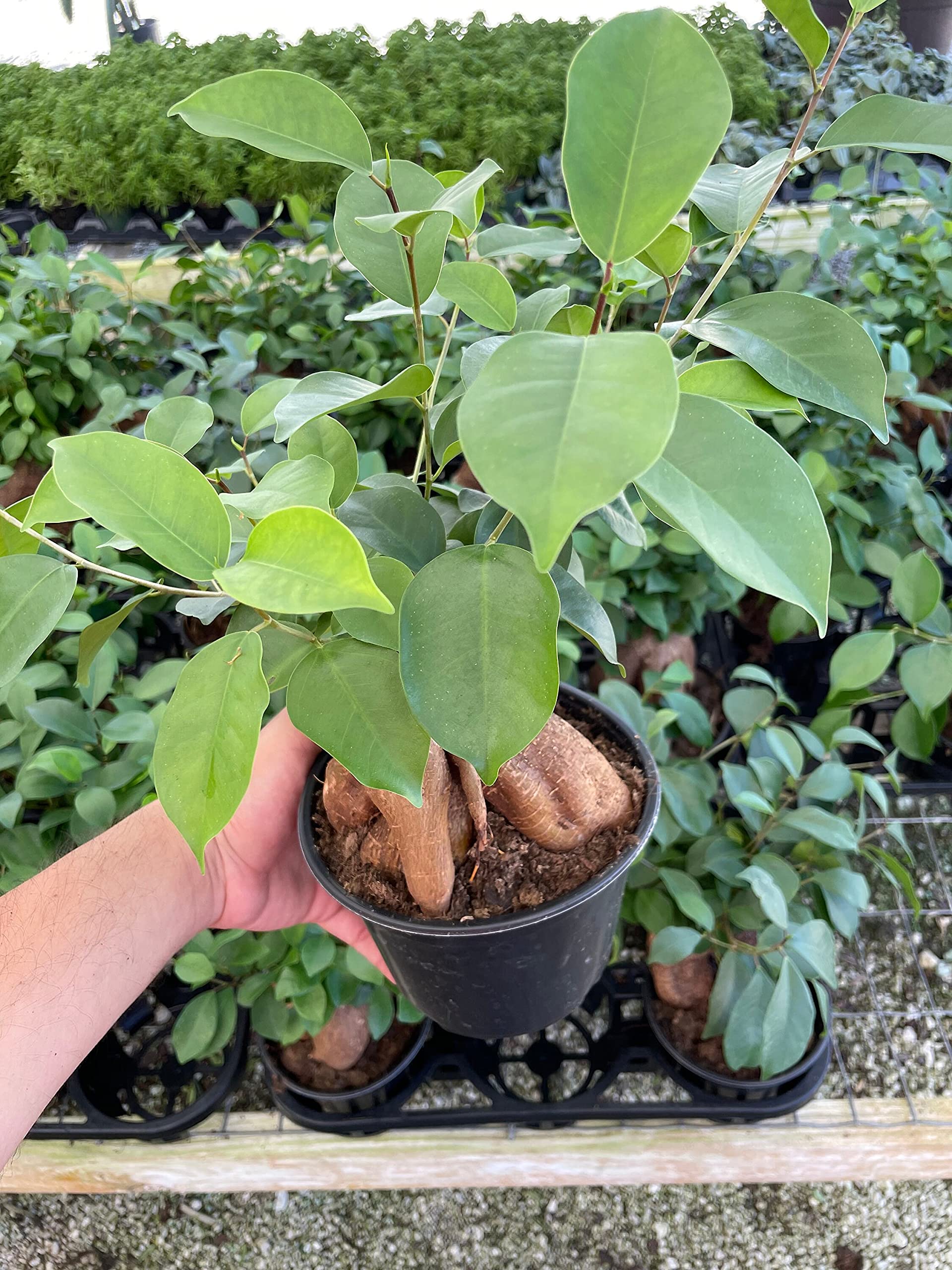 BubbleBlooms Ficus microcarpa Chinese Banyan Bonsai Tree in a 6 inch Pot