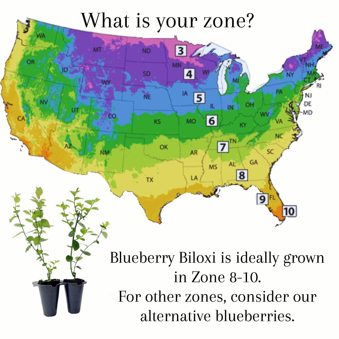 Blueberry plant "Biloxi" Set of 4 starter live plants