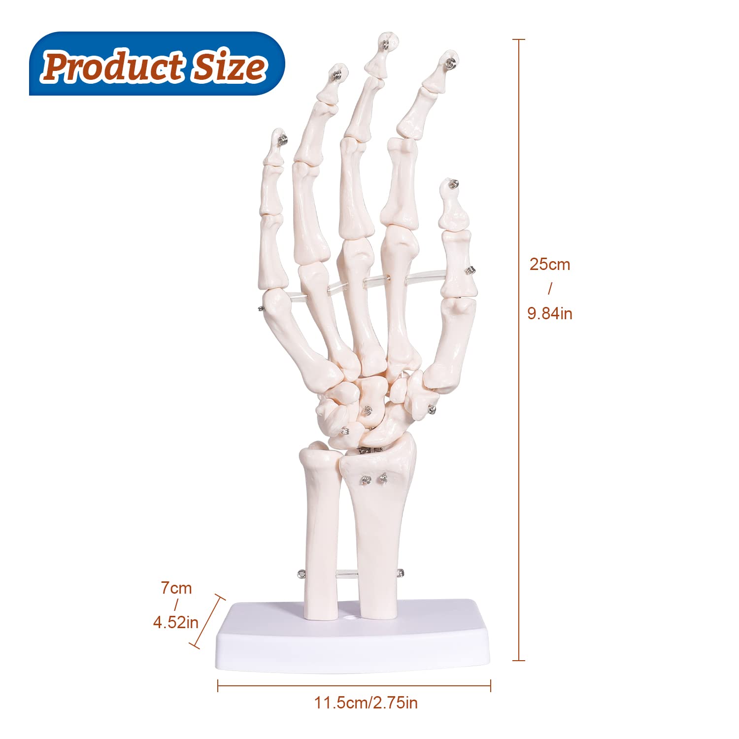 faruijie Hand Skeleton Model - Medical Human Finger Bone Anatomy Bendable Right Hand Skeleton with Articulated Joints Wrist Ulna and Radius